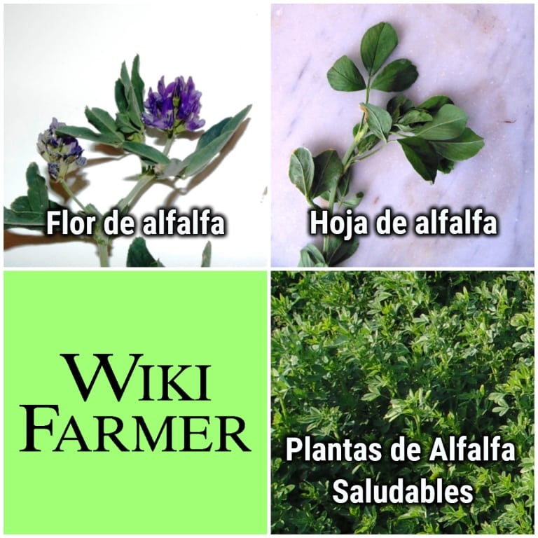 Información de la Planta de Alfalfa - Wikifarmer